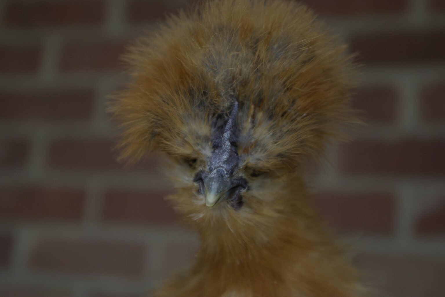 Silkies: A Comprehensive Silkie Chicken Guide For Every Chicken Lover