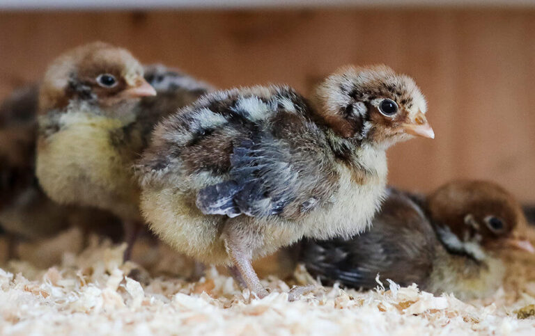 Deathlayer Chicken (Westfalische Totleger): Everything You Need to Know