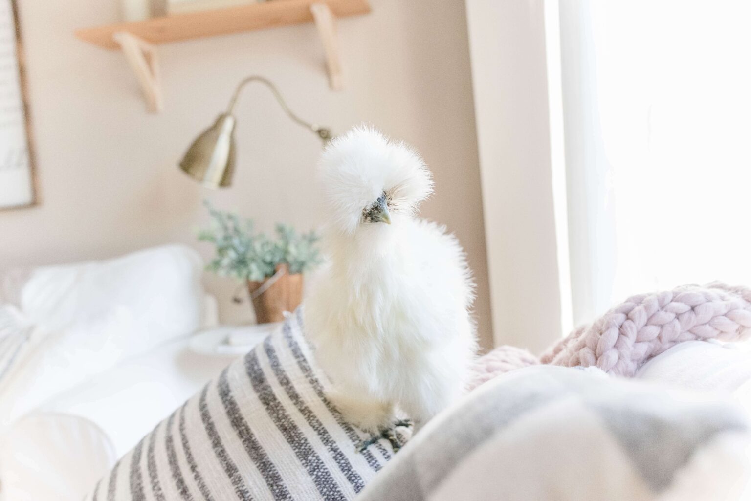 Silkies: A Comprehensive Silkie Chicken Guide For Every Chicken Lover