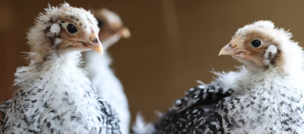 Deathlayer Chicken (Westfalische Totleger): Everything You Need to Know