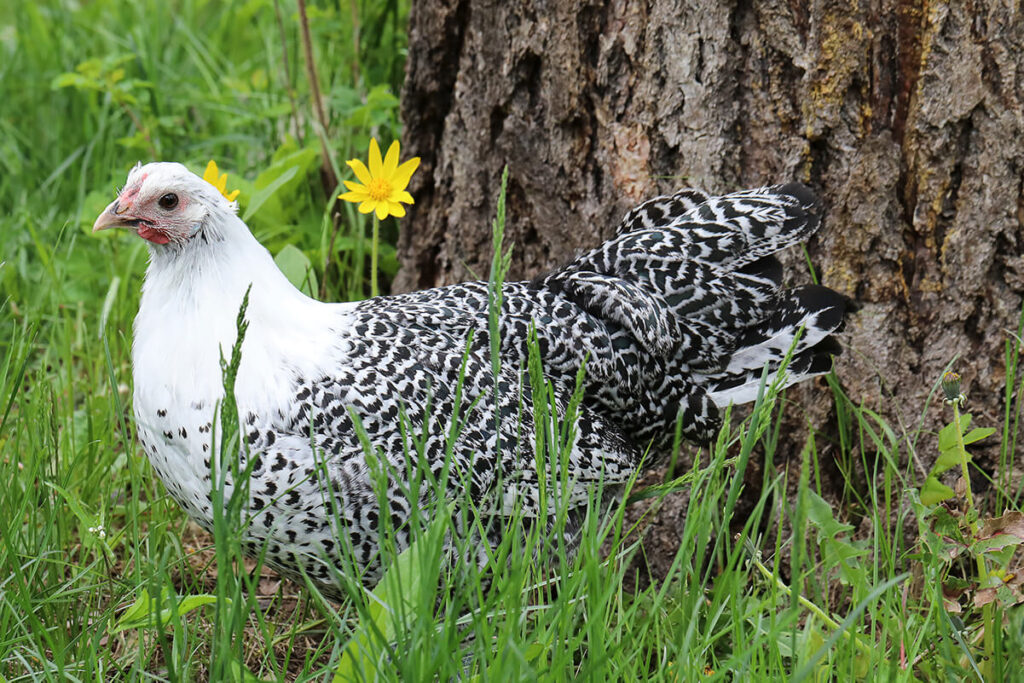 Deathlayer Chicken (Westfalische Totleger): Everything You Need to Know